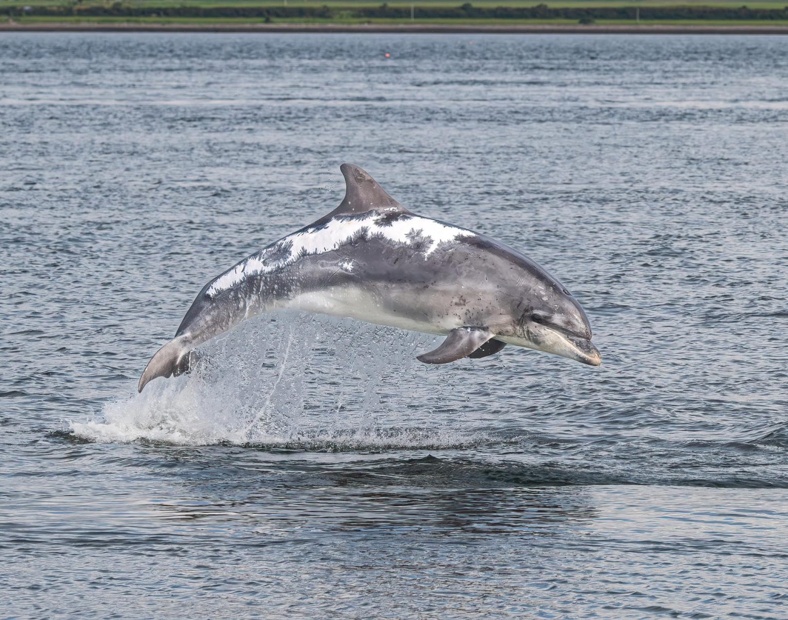 Escape to the Highlands - Food and Drink Experiences - Scottish Dolphin ...
